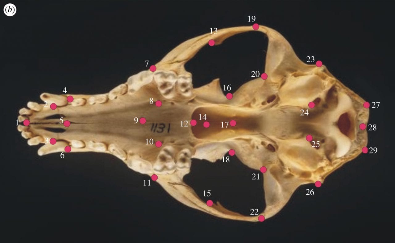 Simplified Science: Fox Skull Morphology | Project: Wild C.I.C