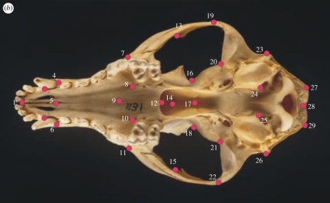 Simplified Science: Fox Skull Morphology | Project: Wild C.I.C
